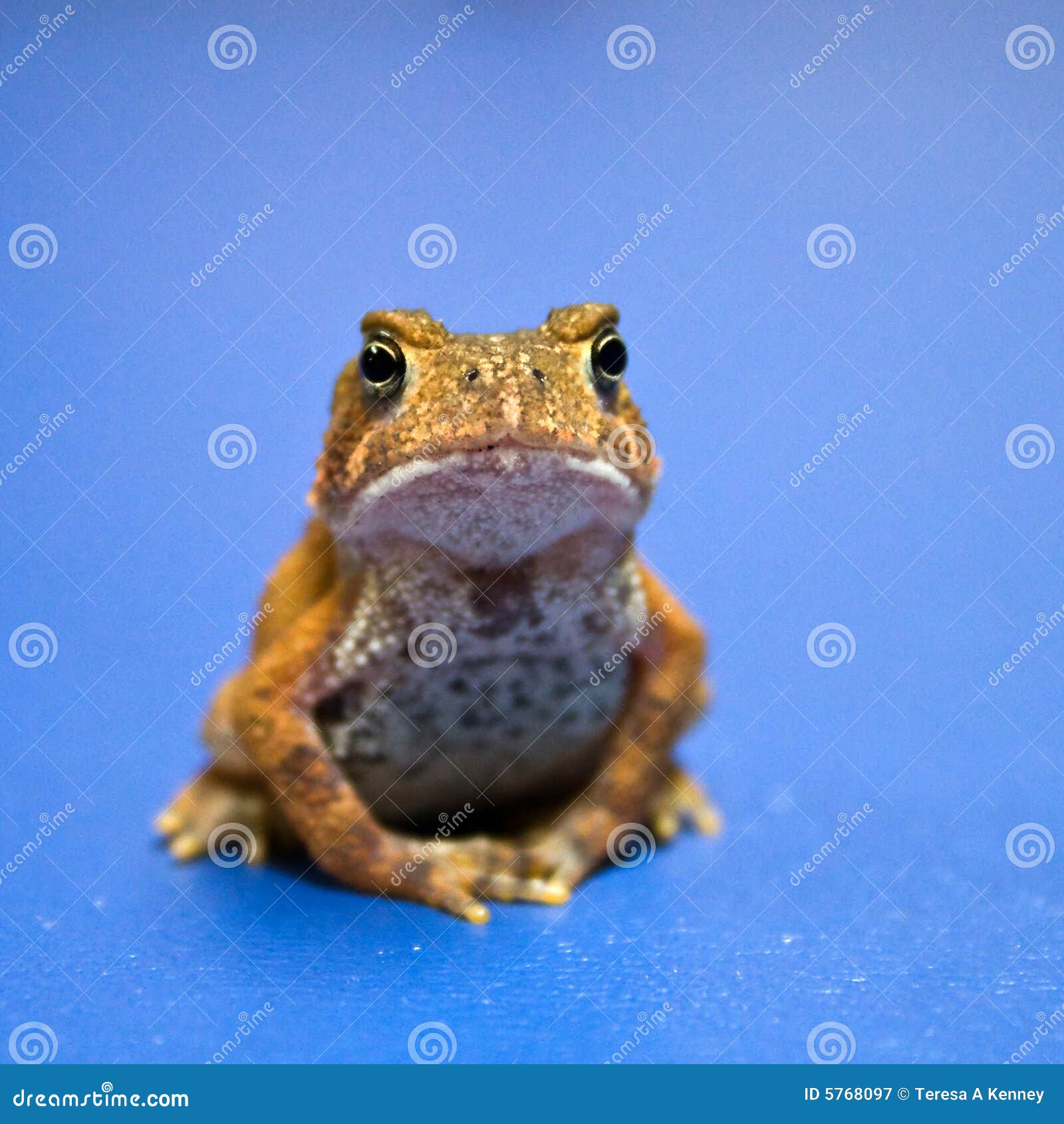 Meditating American Toad stock image. Image of color, north - 5768097