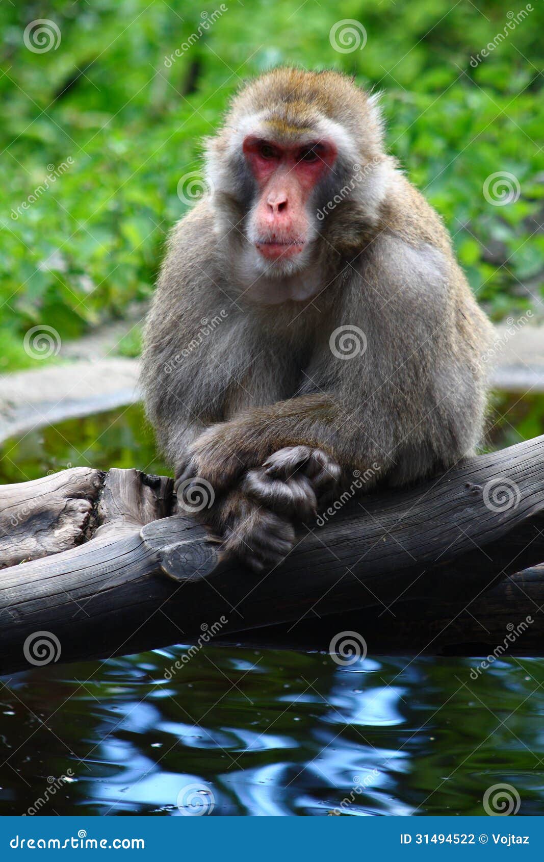 Meditating Monkey stock photo. Image of swim, meditating - 31494522