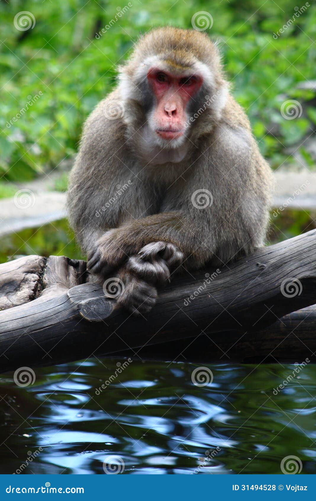 Meditating Monkey upon the Lake Stock Photo - Image of wildlife, monkey ...
