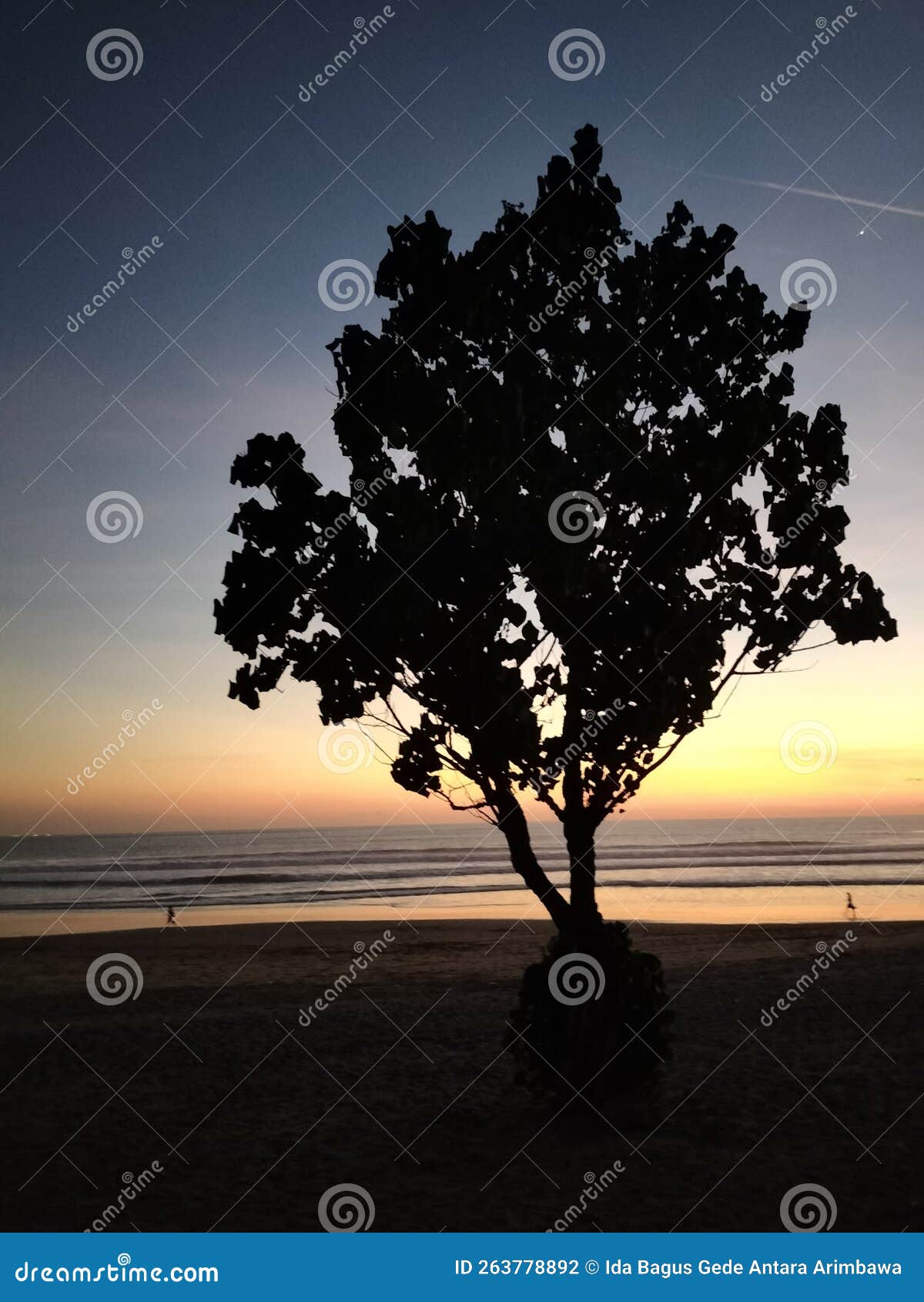 Meditation Tree stock photo. Image of branch, tree, sunlight - 263778892