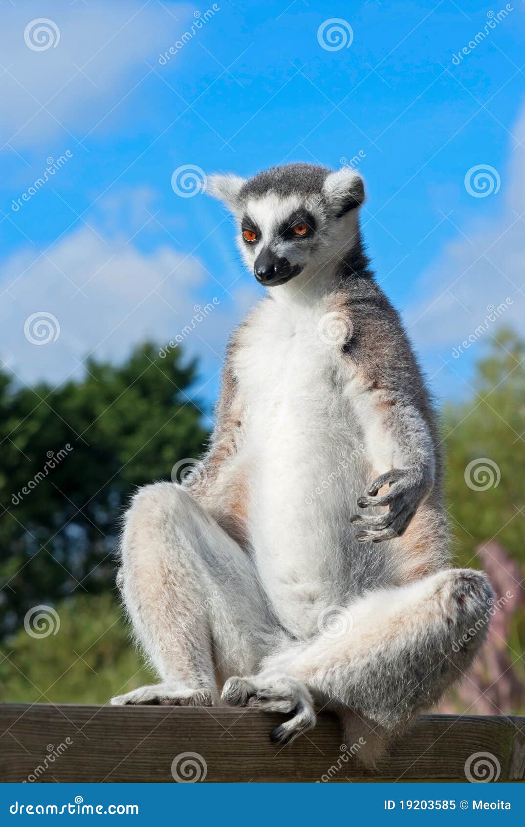 Meditative Ring-tailed Lemur Stock Image - Image of wild, green: 19203585