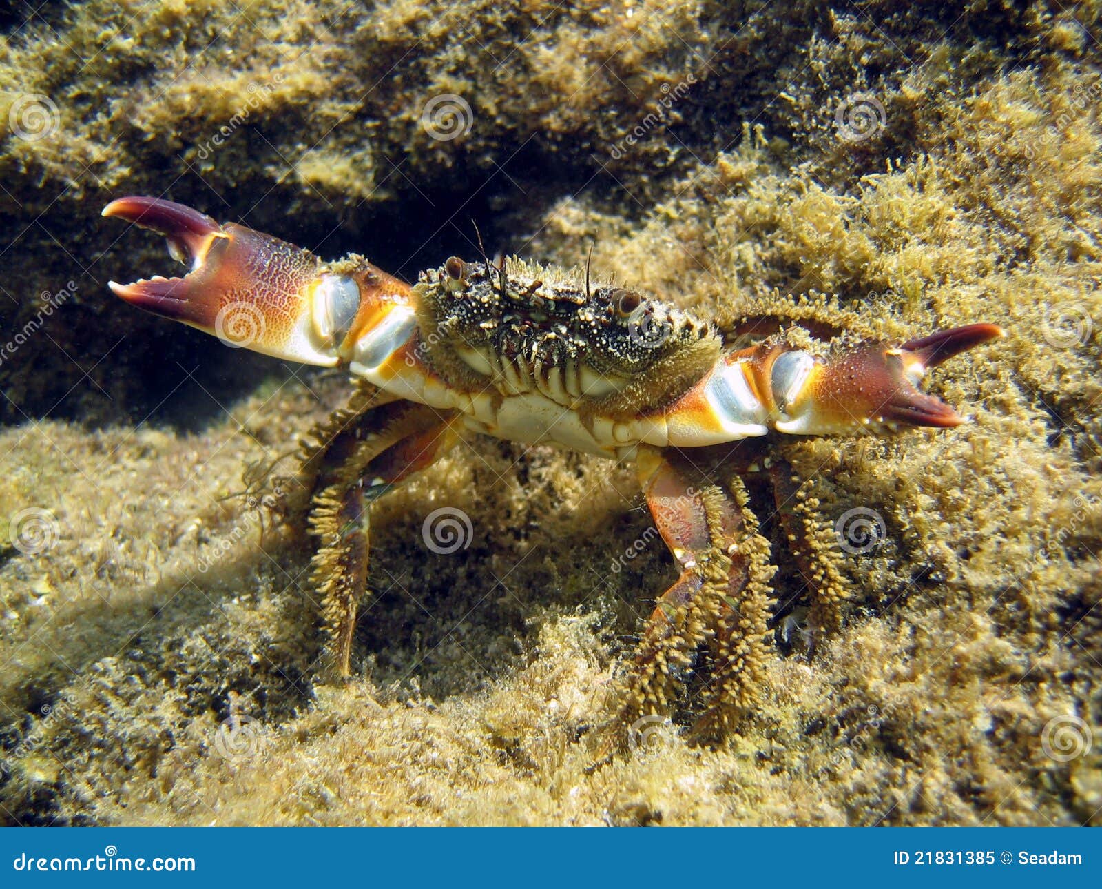 Mediterrane krab stock afbeelding. Image of leven, pincs - 21831385