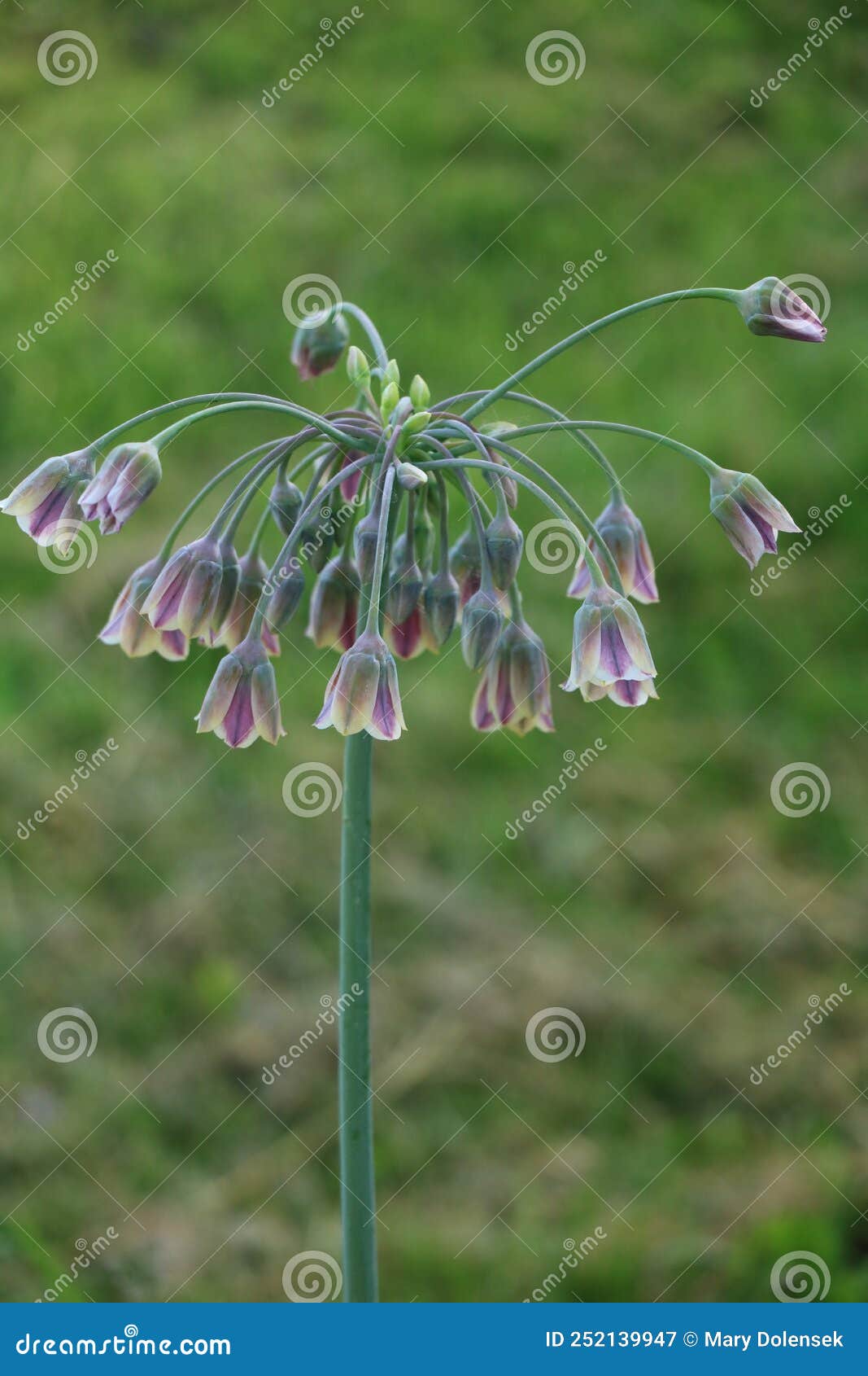 Mediterranean Bells Allium Flower Close Up Stock Image - Image of ...