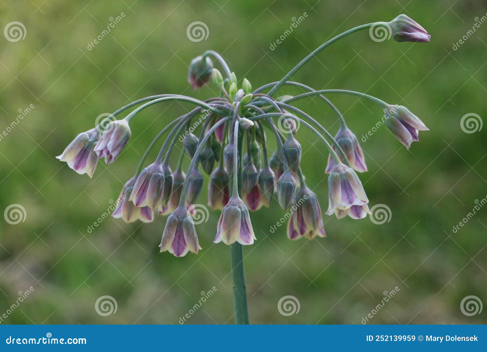 Mediterranean Bells Allium Flower Close Up Stock Image - Image of field ...