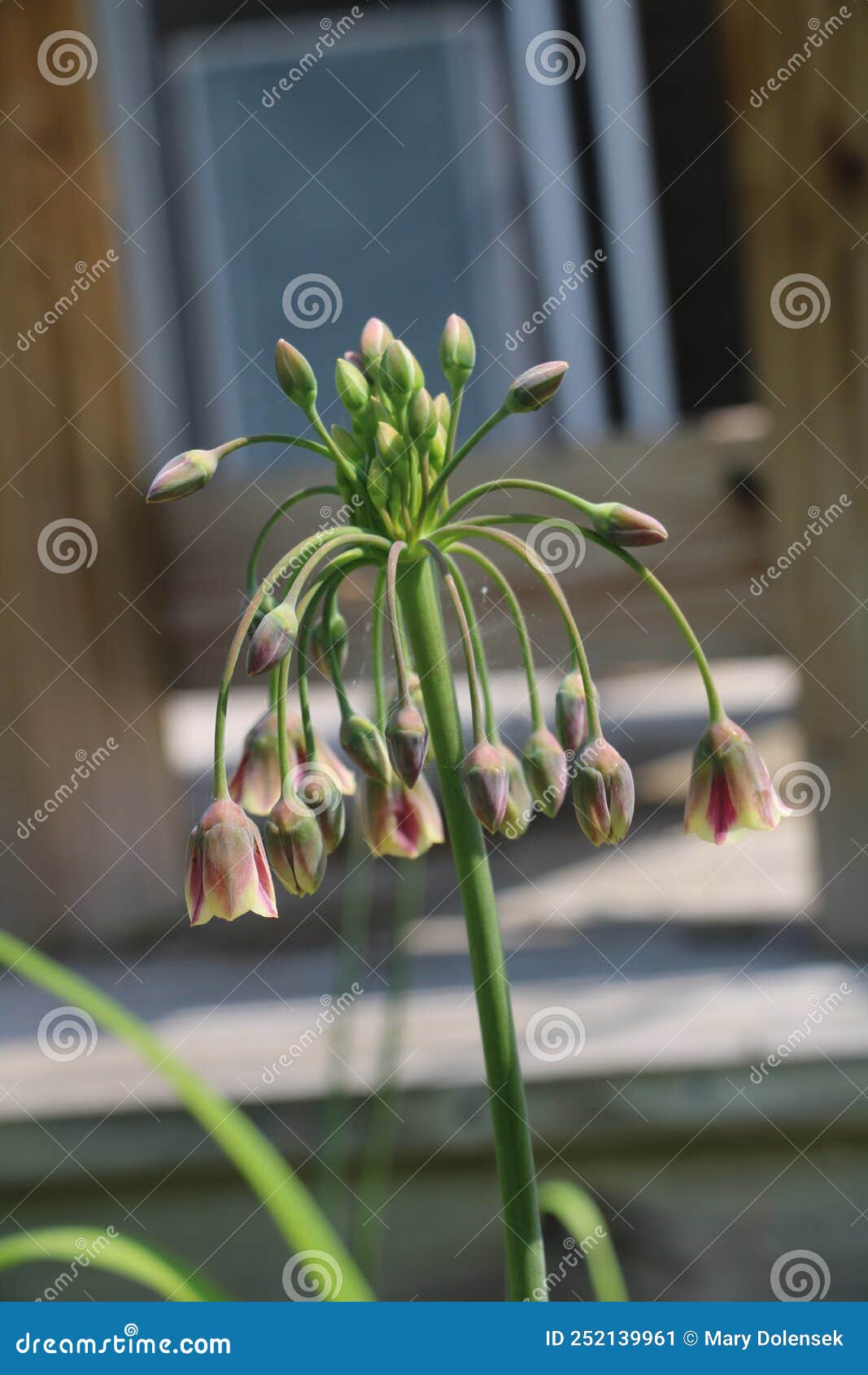Mediterranean Bells Allium Flower Close Up Stock Image - Image of ...