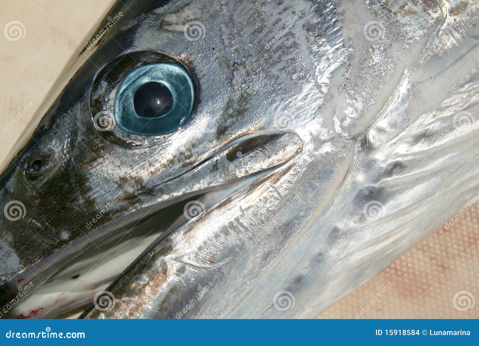 Mediterranean Billfish Head Tetrapturus Belone Stock Photo - Image of ...