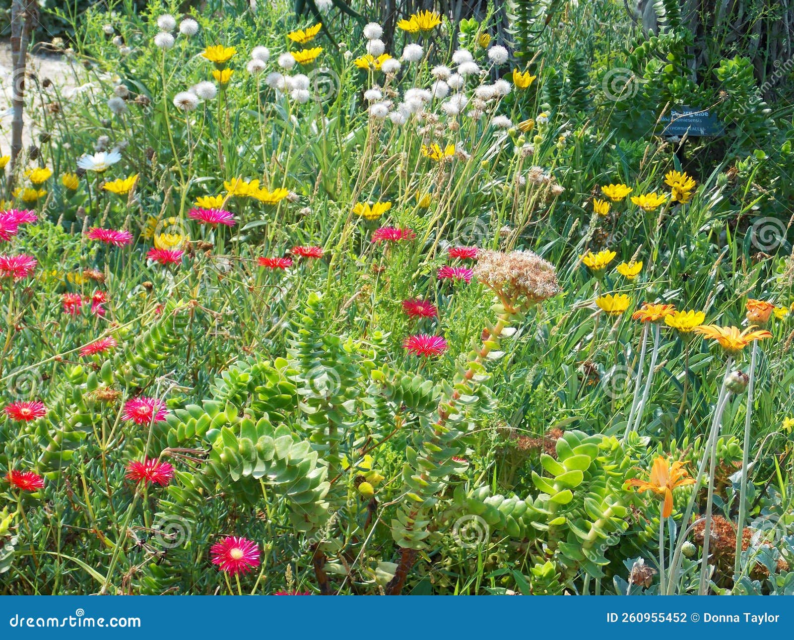 Mediterranean Border Including Euprobia Stock Photo - Image of yellows ...
