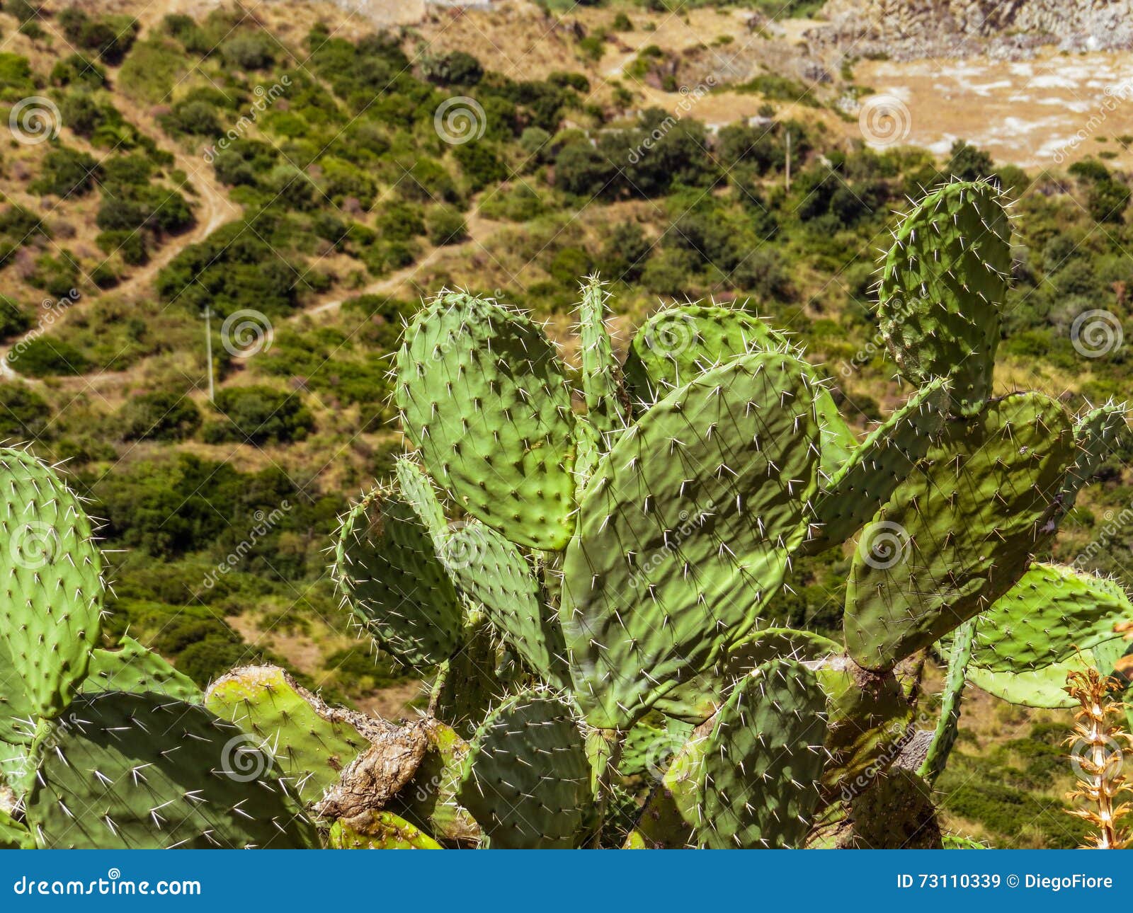 Mediterranean cacti stock image. Image of lovely, fabulous - 73110339