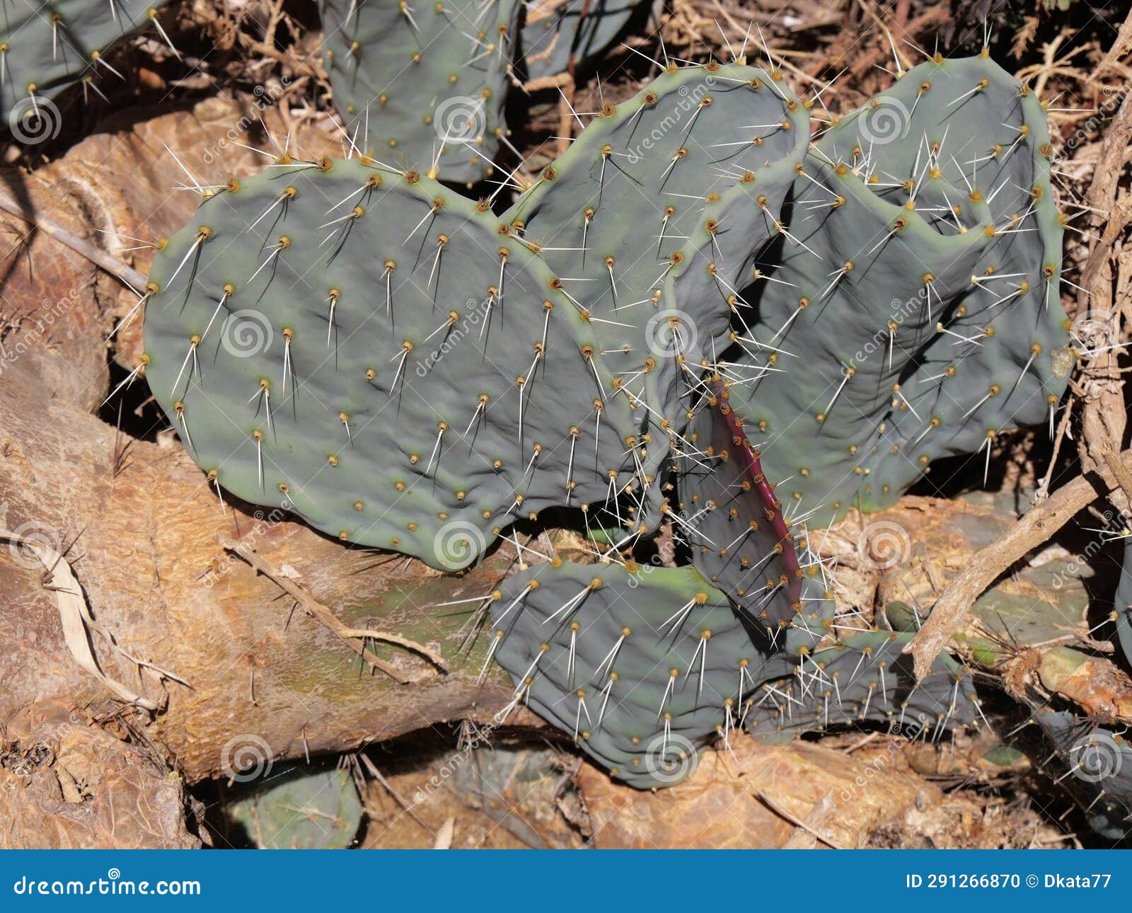 Mediterranean Cactus with Big Spikes Stock Photo - Image of southern ...
