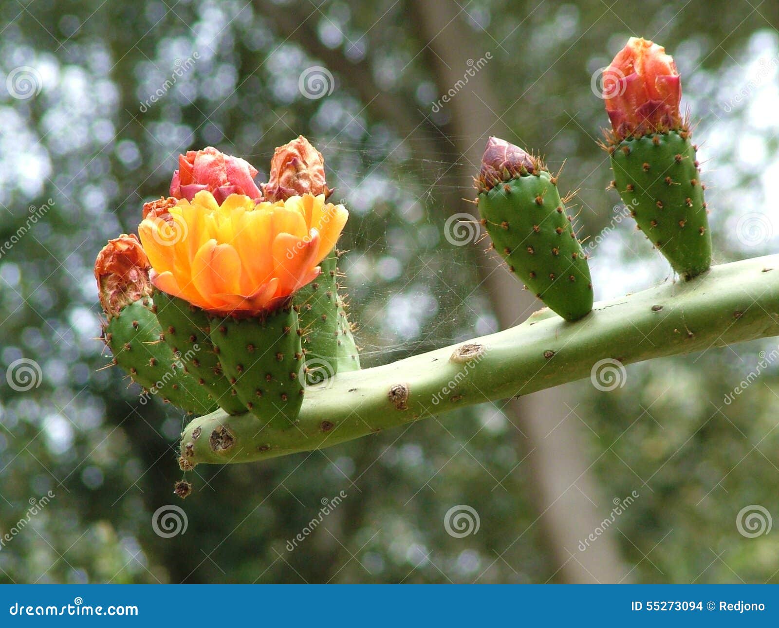 Mediterranean Cactus Flowers Stock Photo - Image of flowers, beautiful ...