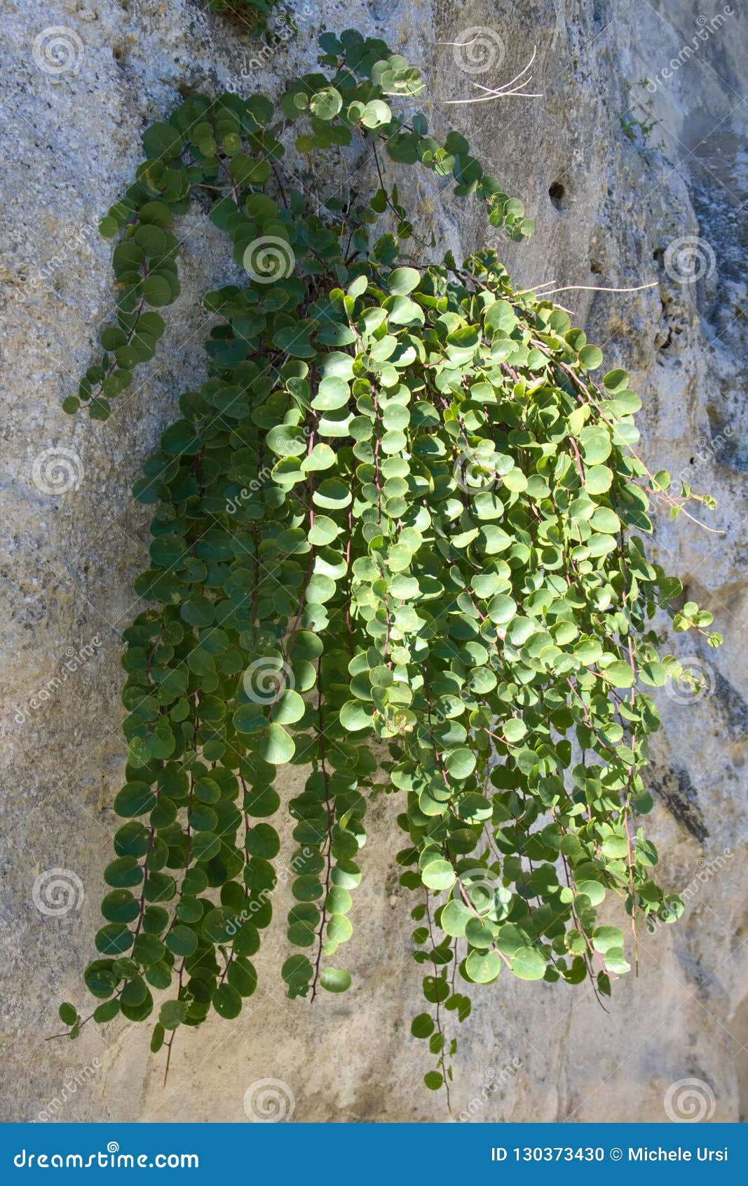 Mediterranean caper stock photo. Image of plant, background - 130373430