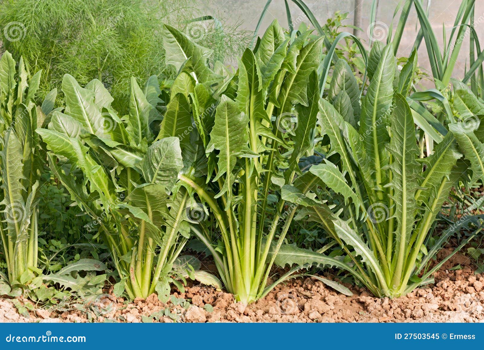 Mediterranean chicory stock image. Image of italy, diet - 27503545