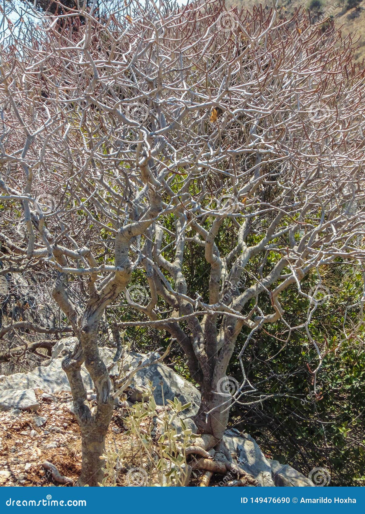 Mediterranean coastal tree stock photo. Image of beautiful - 149476690