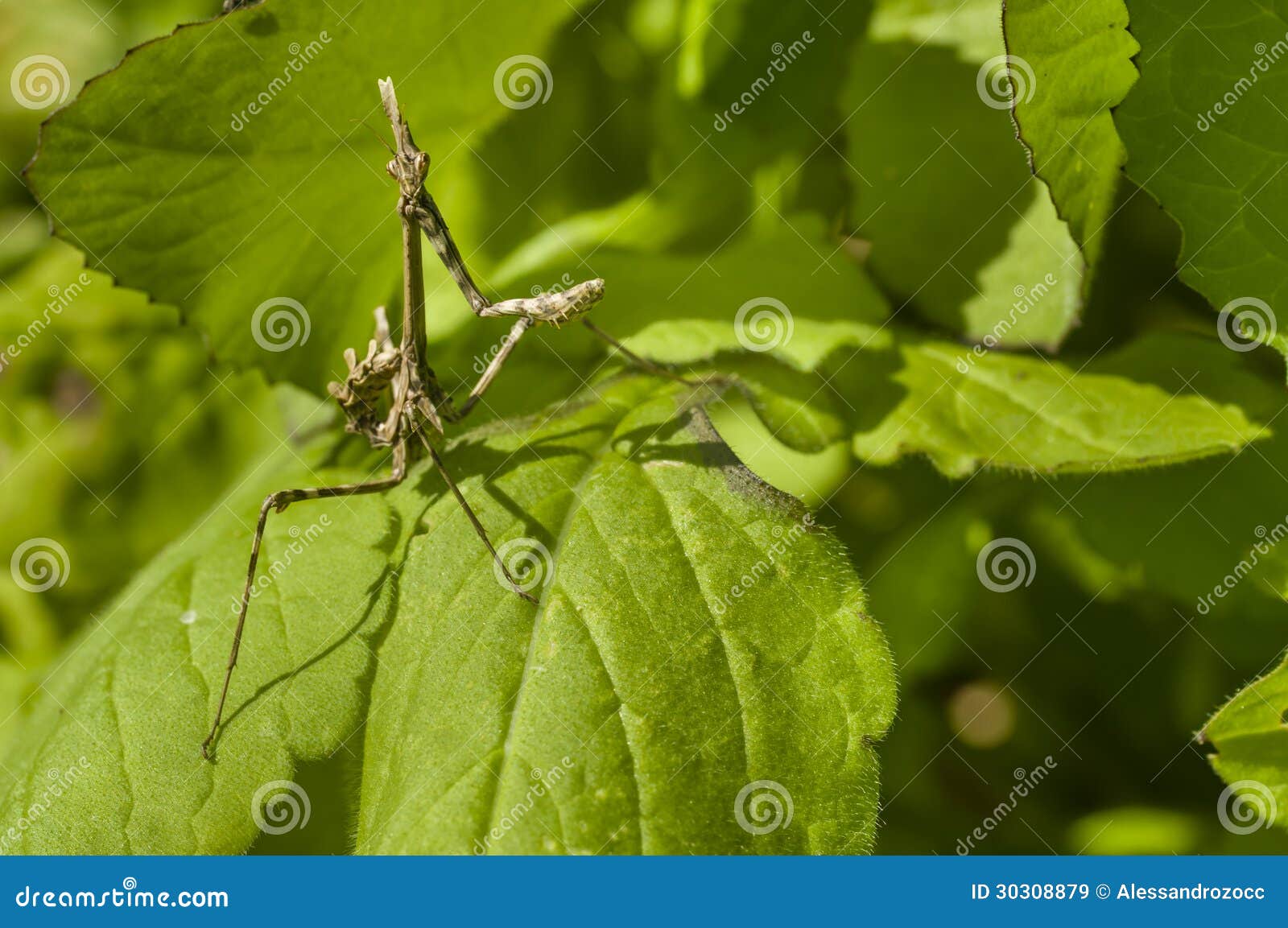 Conehead Mantis, Empusa Pennata Stock Image - Image of close, conehead ...