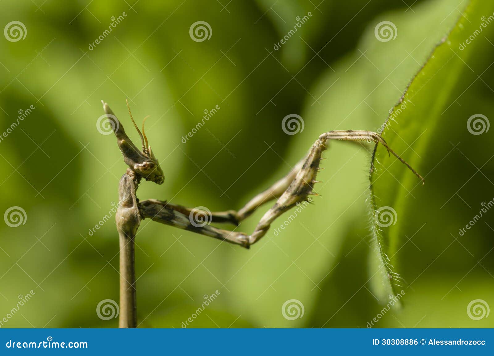Conehead Mantis, Empusa Pennata Stock Photo - Image of animal, closeup ...