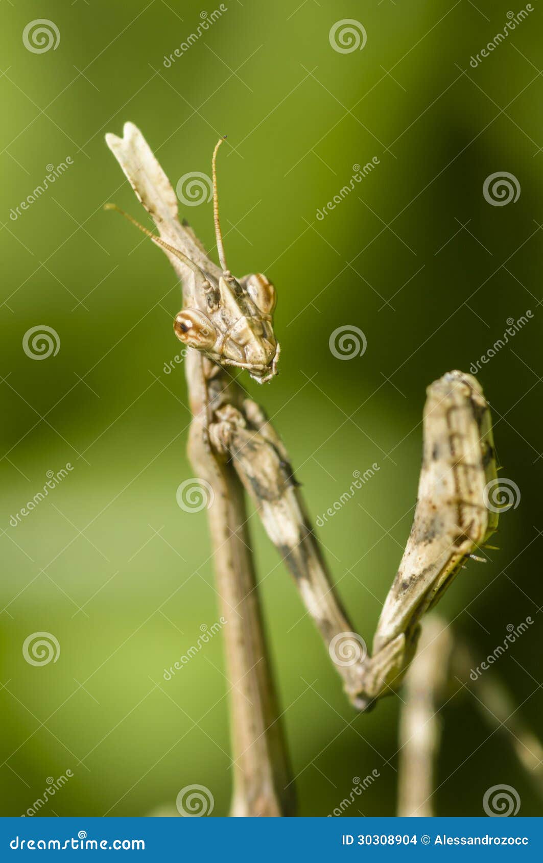 Conehead Mantis, Empusa Pennata Stock Photo - Image of detail, macro ...
