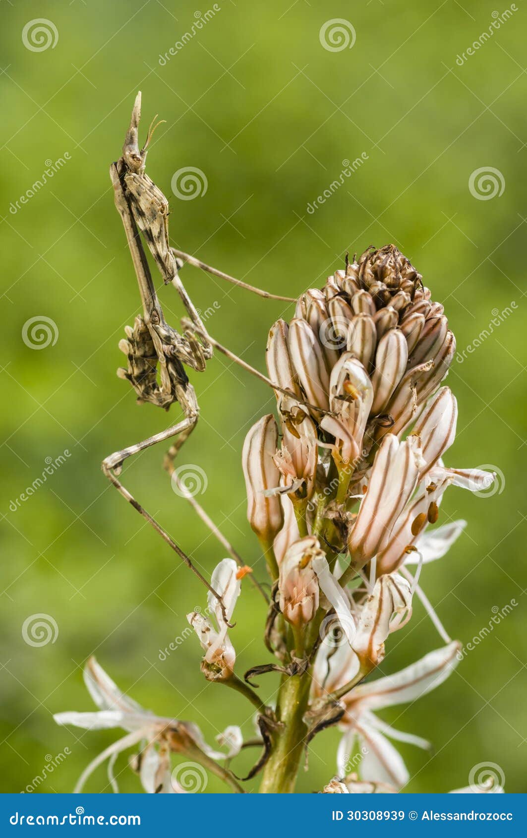 Conehead Mantis, Empusa Pennata Stock Image - Image of empusa, nature ...