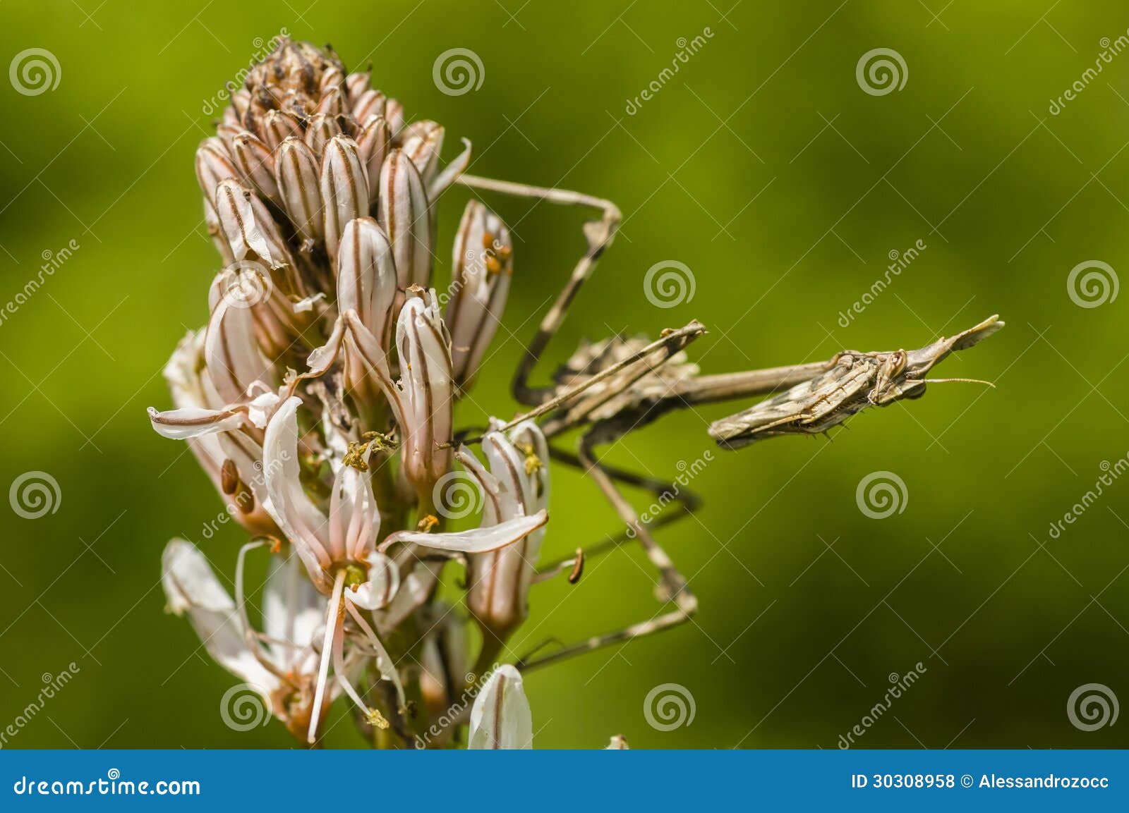 Conehead Mantis, Empusa Pennata Stock Photo - Image of mantide, animal ...