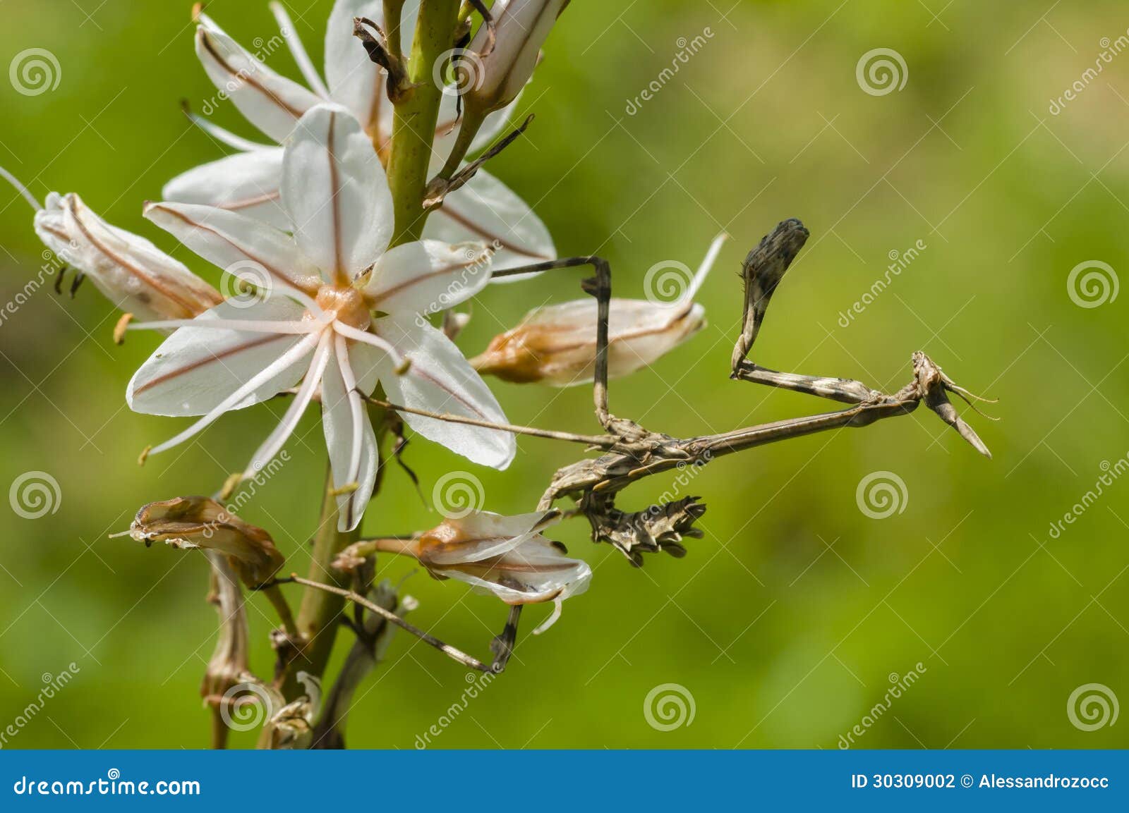 Conehead Mantis, Empusa Pennata Stock Photo - Image of carnivore ...