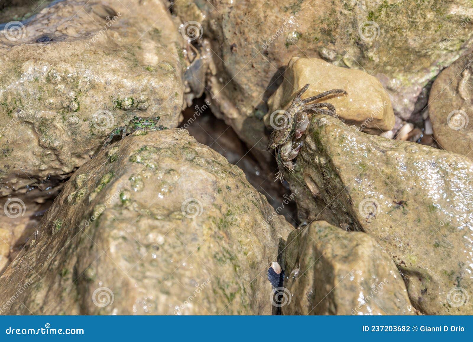 Mediterranean Crabs Above the Rocks Stock Photo - Image of environment ...