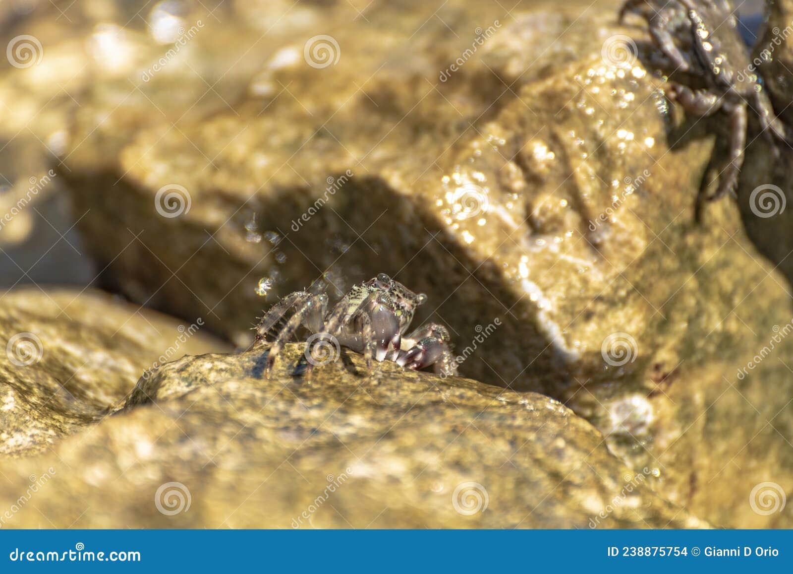 Mediterranean Crabs Above the Rocks Stock Photo - Image of macro ...