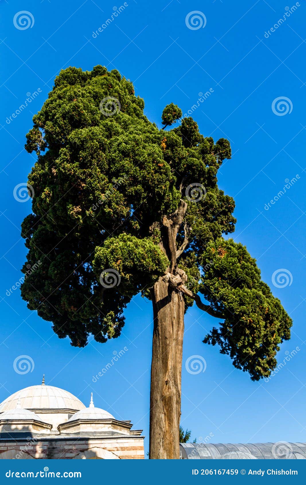 Mediterranean Cypress or Cupressus Sempervirens Tree Stock Image ...