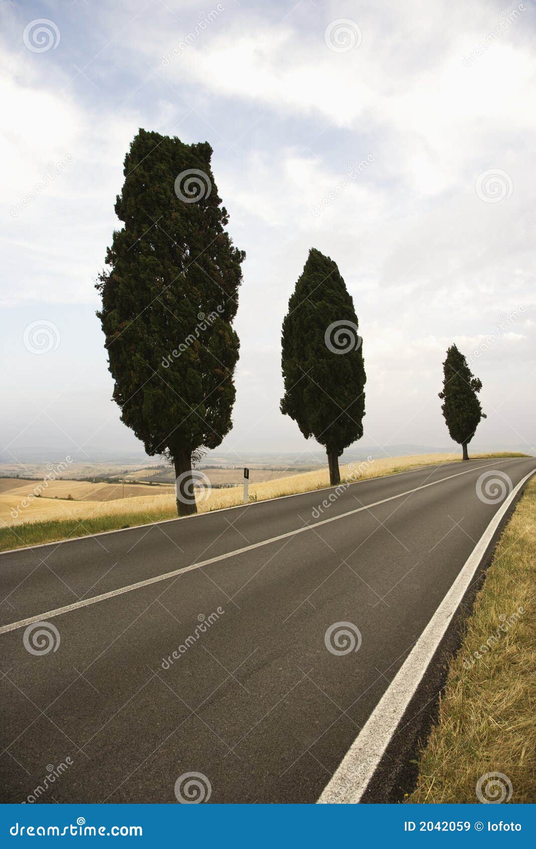 Mediterranean Cypress Trees Along Road. Stock Image - Image of travel ...