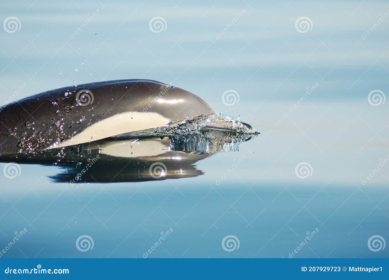 Mediterranean Dolphin stock image. Image of wave, animal - 207929723