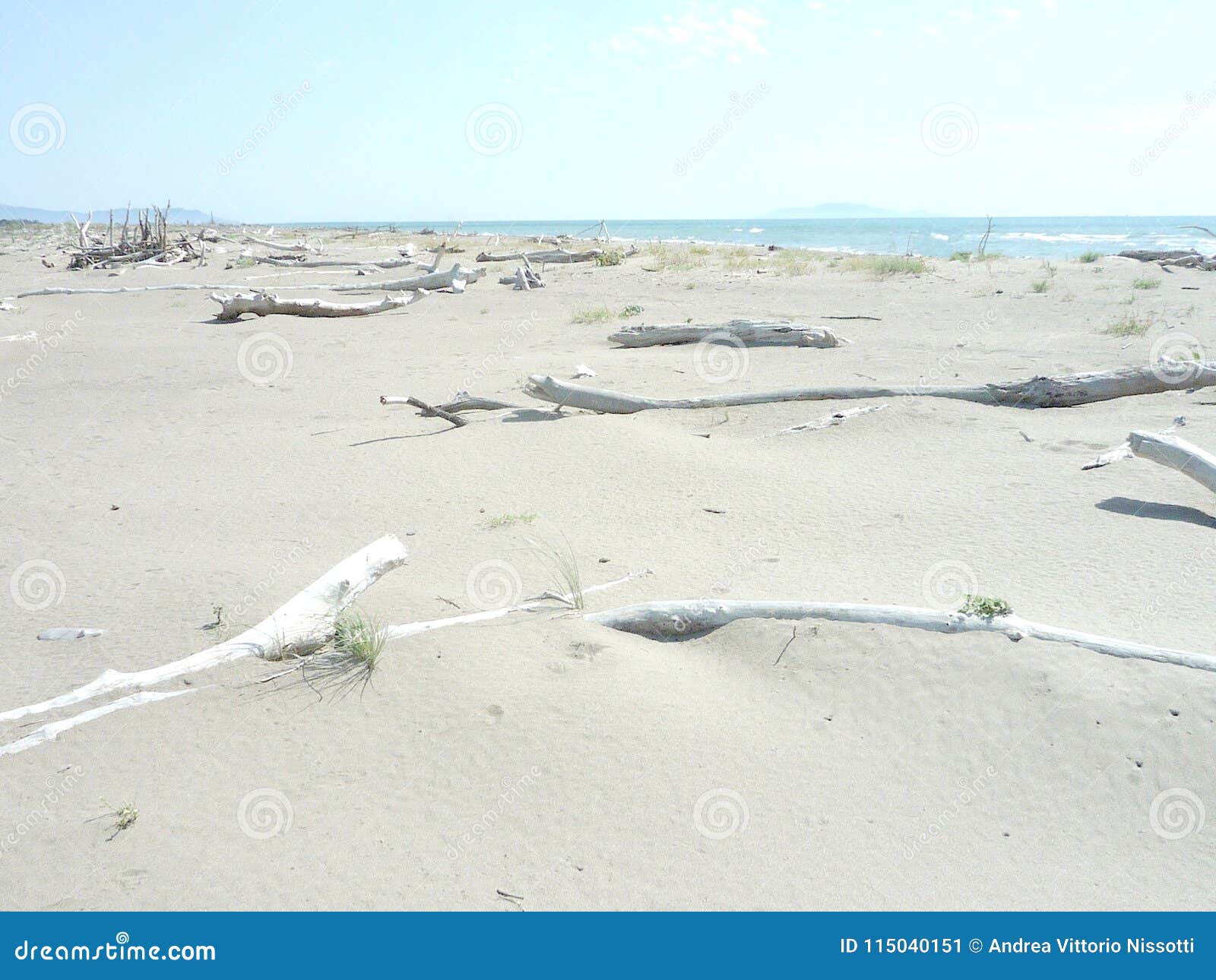 Mediterranean Empty Beach with Dead Trees in a Summer Day Stock Image ...