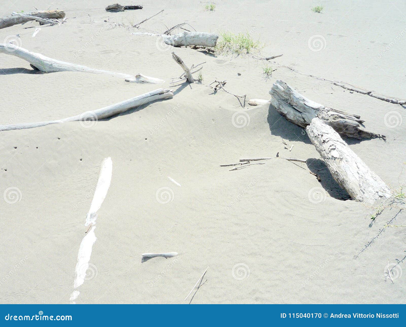 Mediterranean Empty Beach with Dead Trees in a Summer Day Stock Photo ...