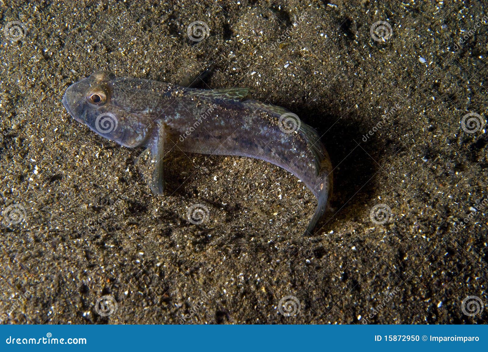 Mediterranean fish stock photo. Image of diving, underwater - 15872950