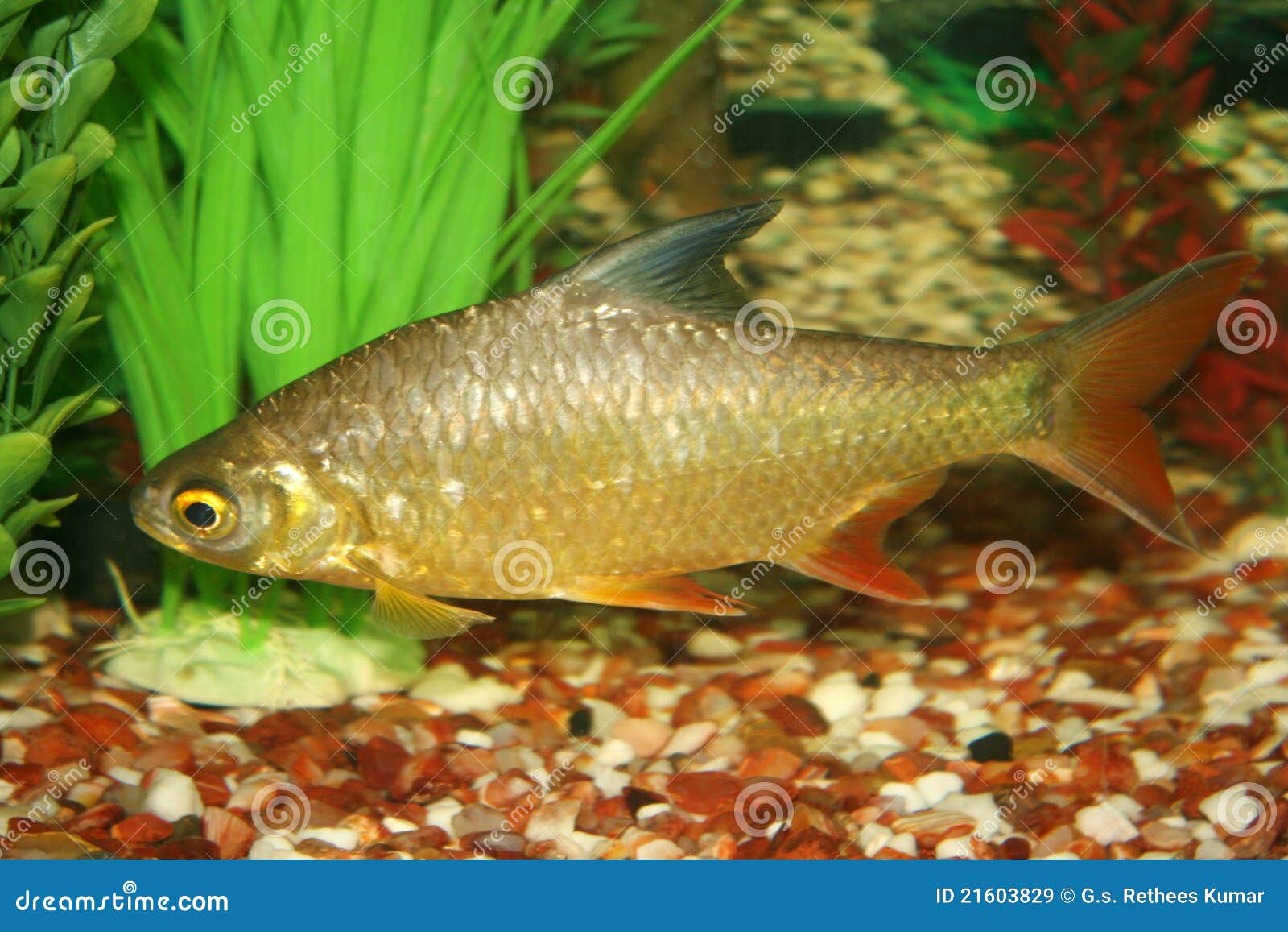 Mediterranean fish stock image. Image of aquarium, global - 21603829