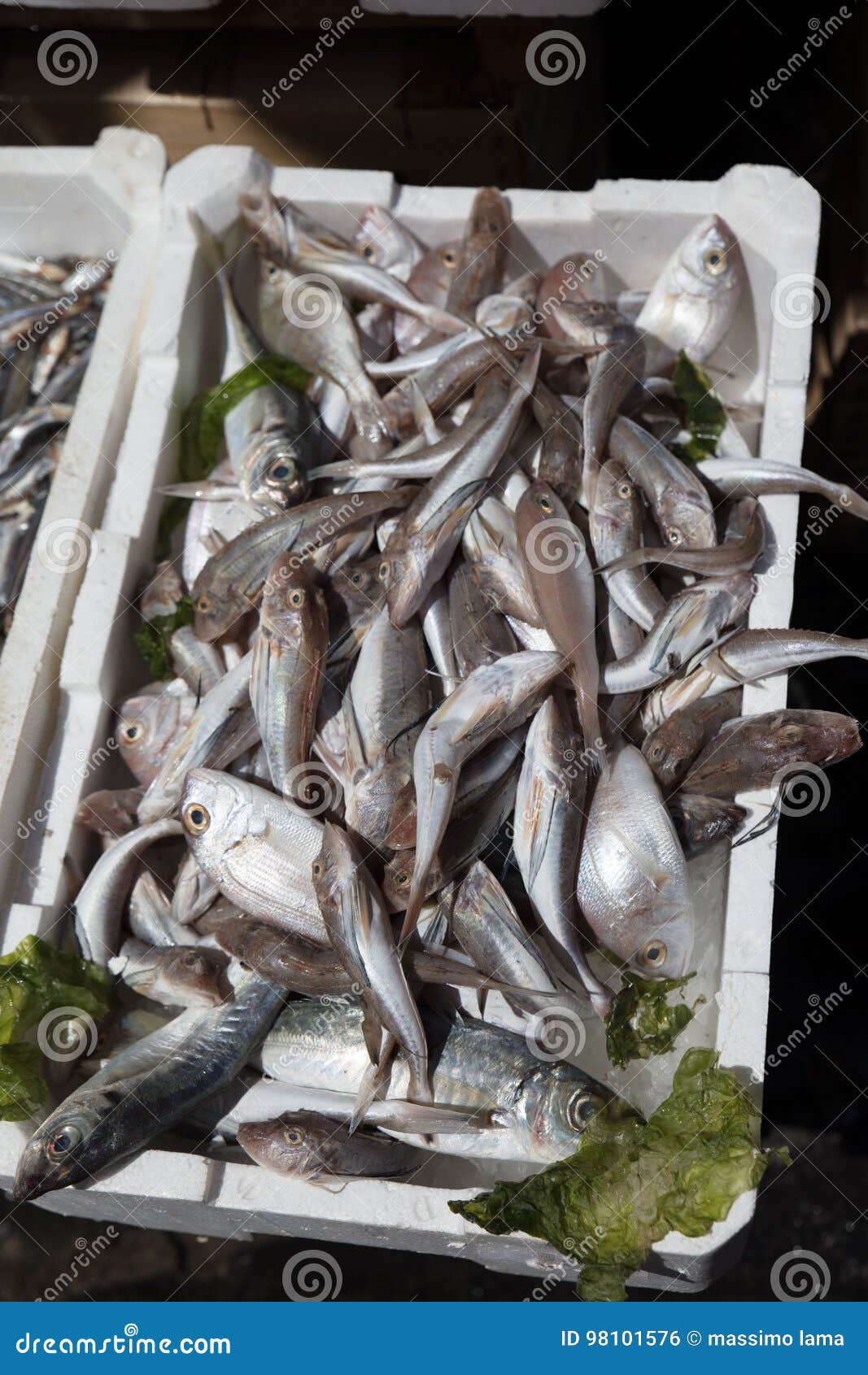 Mediterranean fish exposed stock photo. Image of bluefish - 98101576