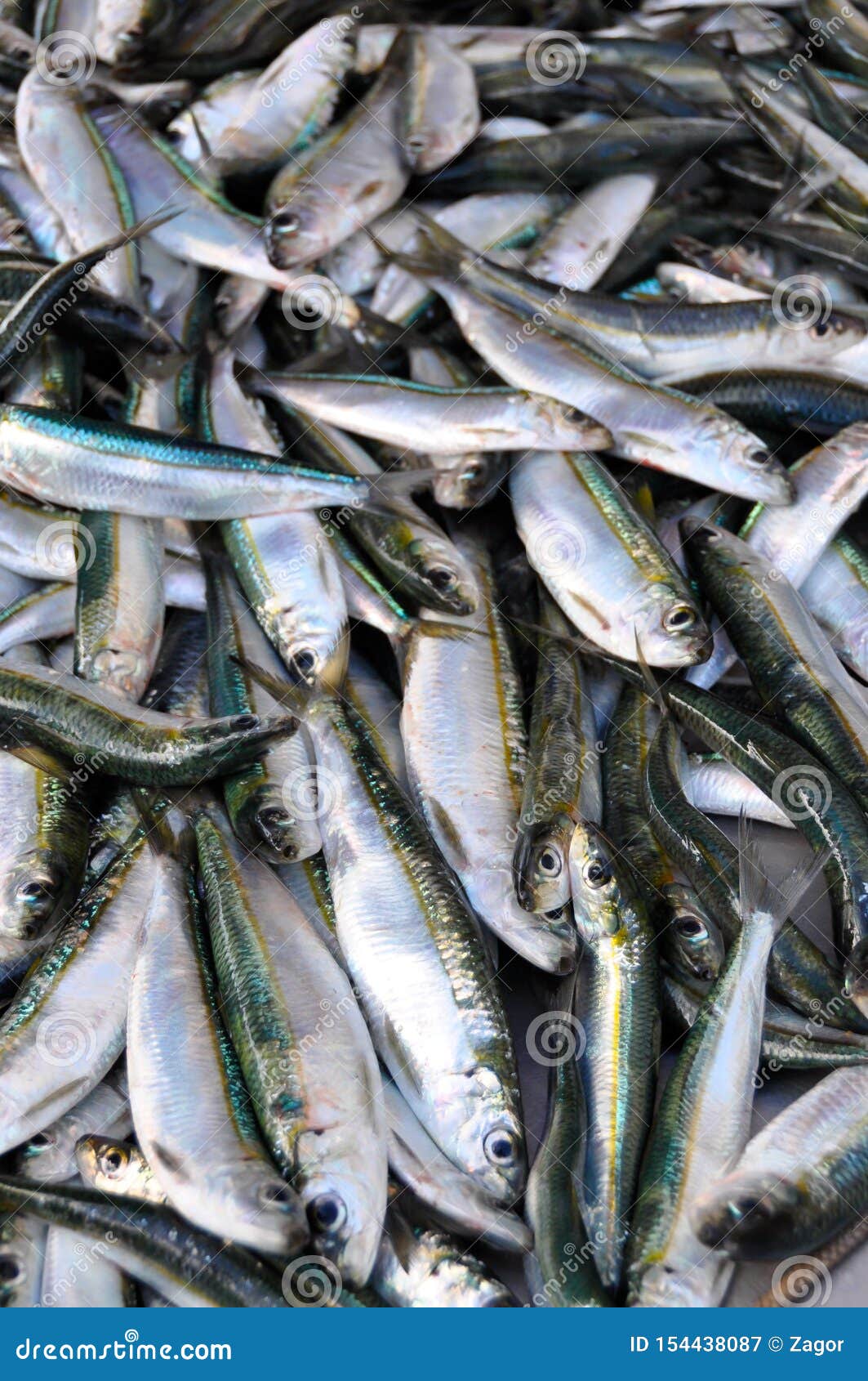 Mediterranean Sea Fish Symphodus Tinca, Crenilabrus Tinea With Open ...