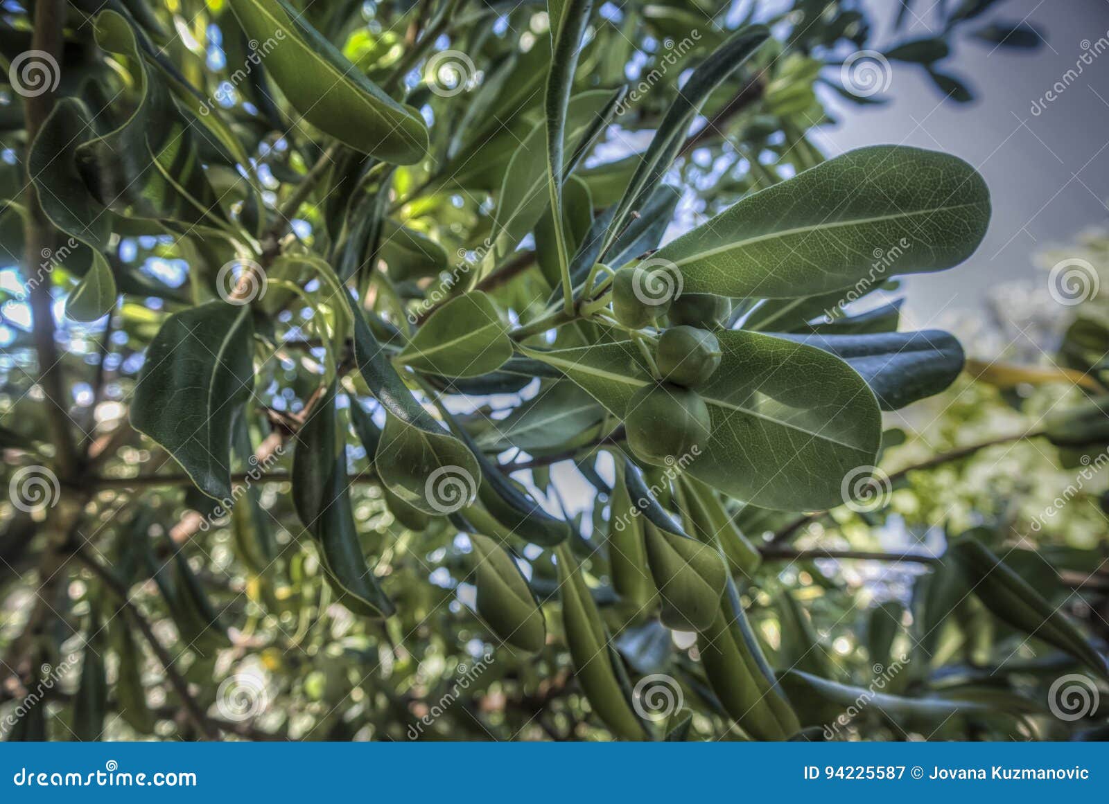 Mediterranean Flora stock image. Image of fresh, green - 94225587