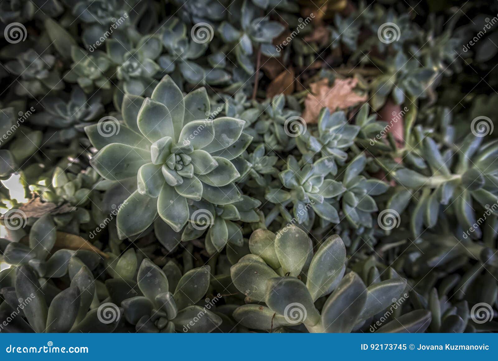 Mediterranean Flora stock image. Image of plants, natural - 92173745