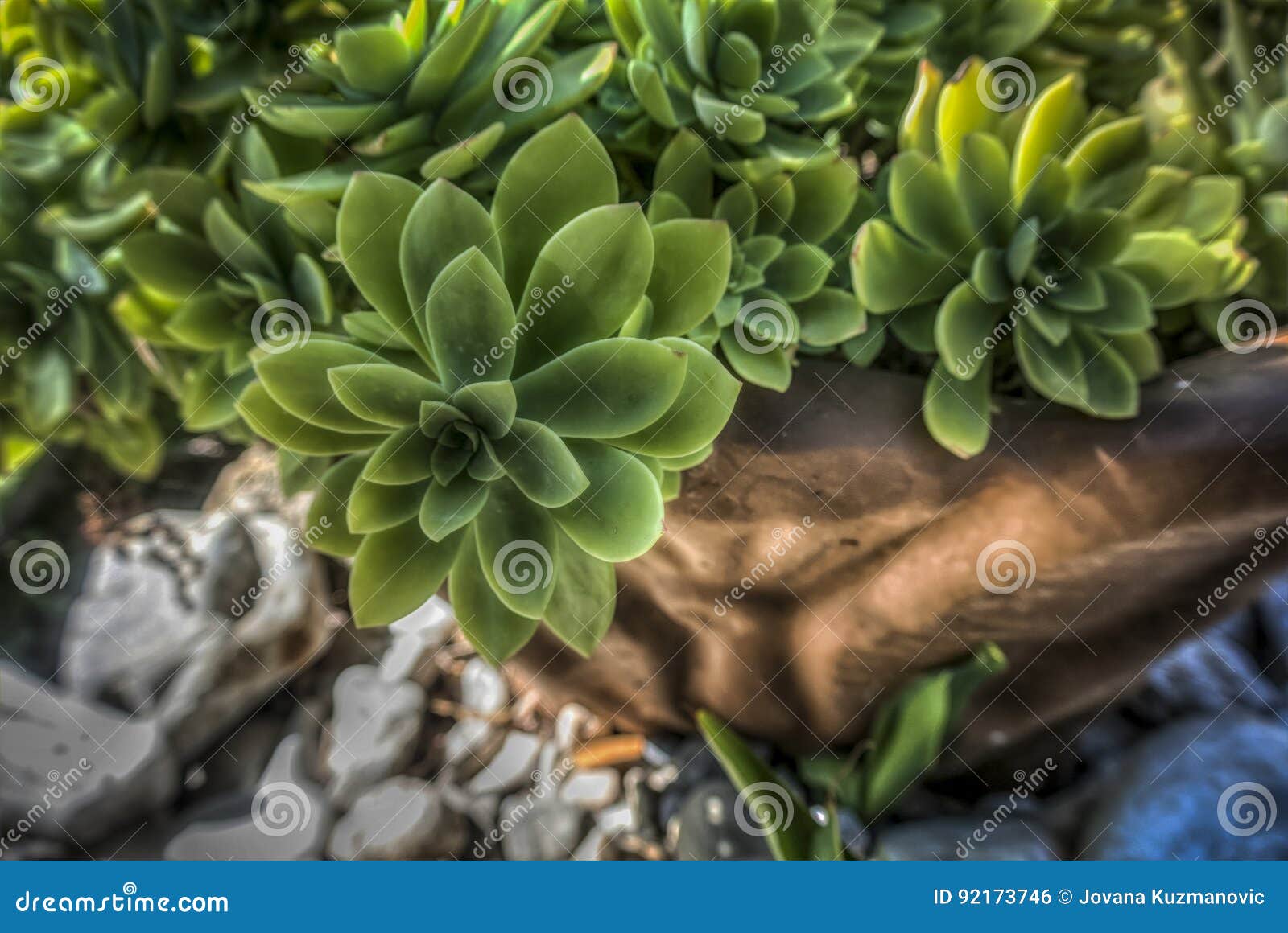 Mediterranean Flora stock photo. Image of coastal, beautiful - 92173746