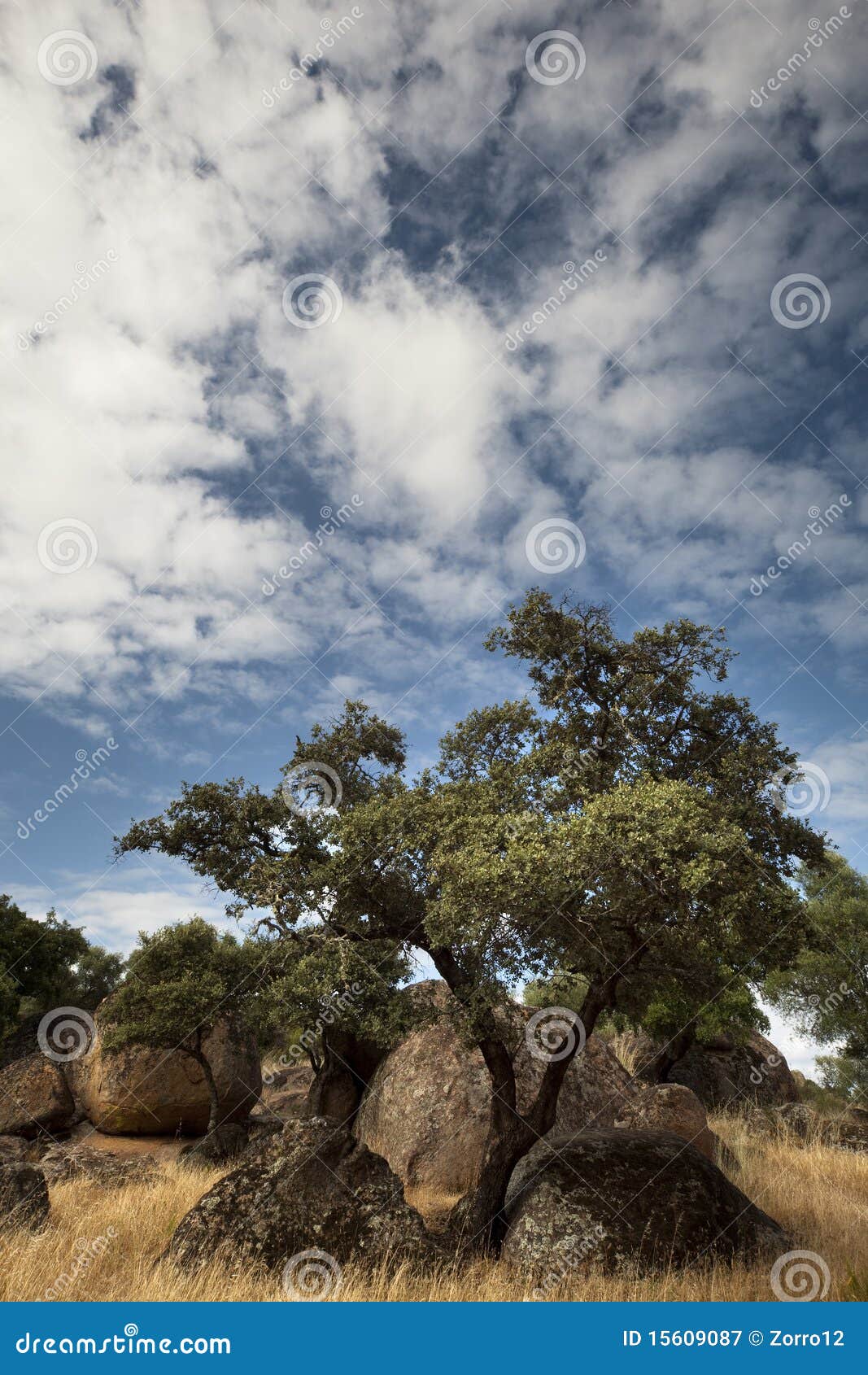 Mediterranean forest stock image. Image of wild, nature - 15609087