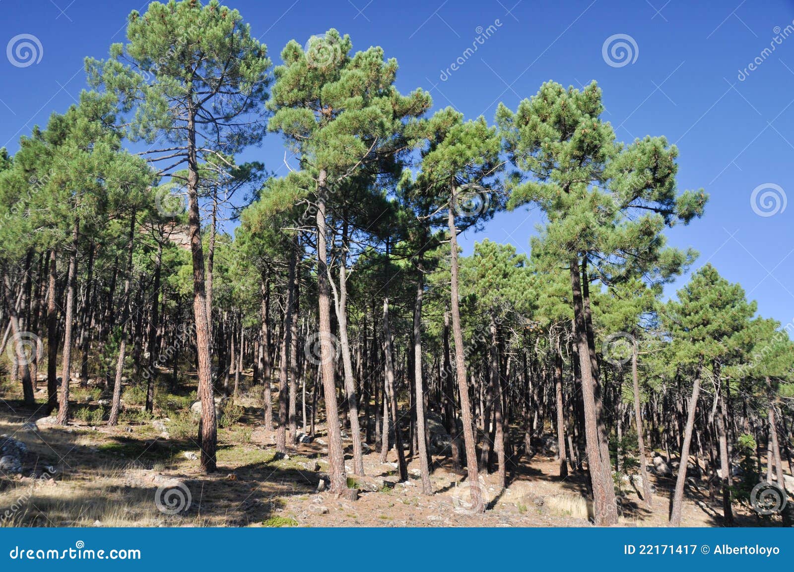 Mediterranean Forest at Albarracin Range, Spain Stock Image - Image of ...