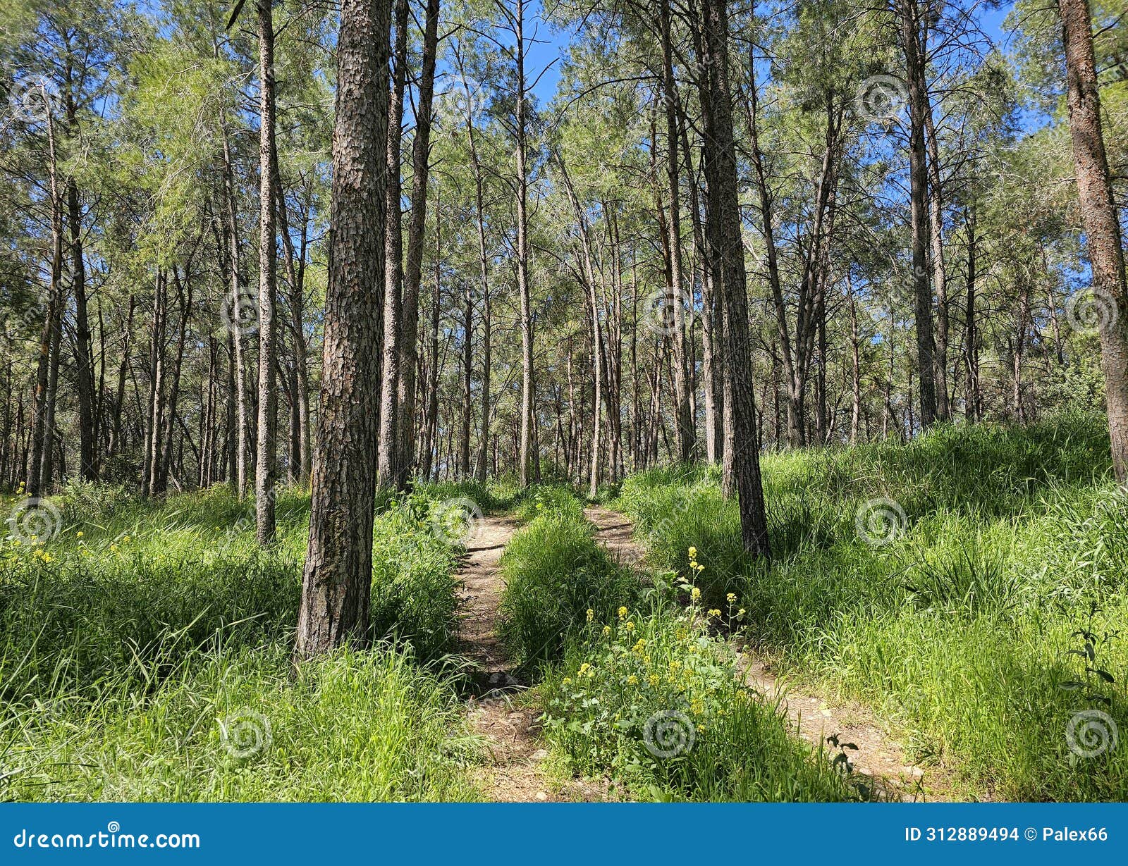 Mediterranean green forest stock photo. Image of flora - 312889494