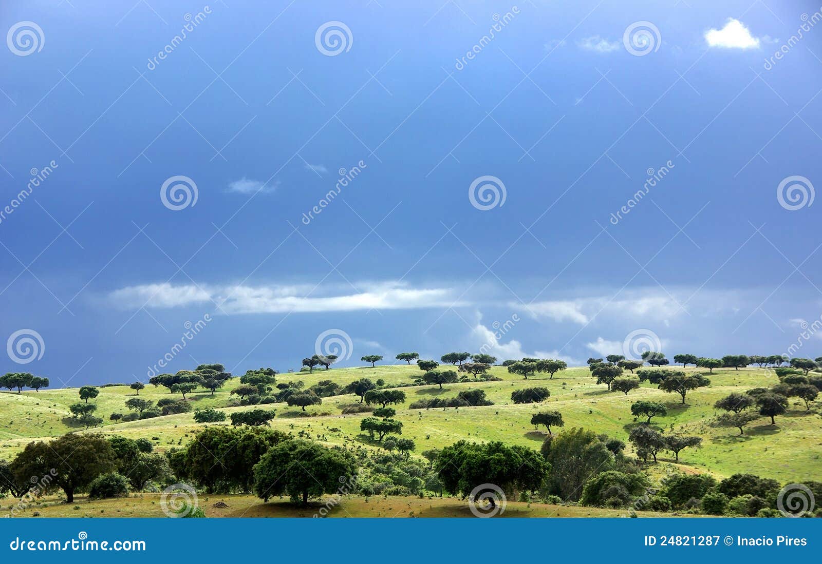 Mediterranean Forest of Oak Trees Stock Image - Image of natural ...