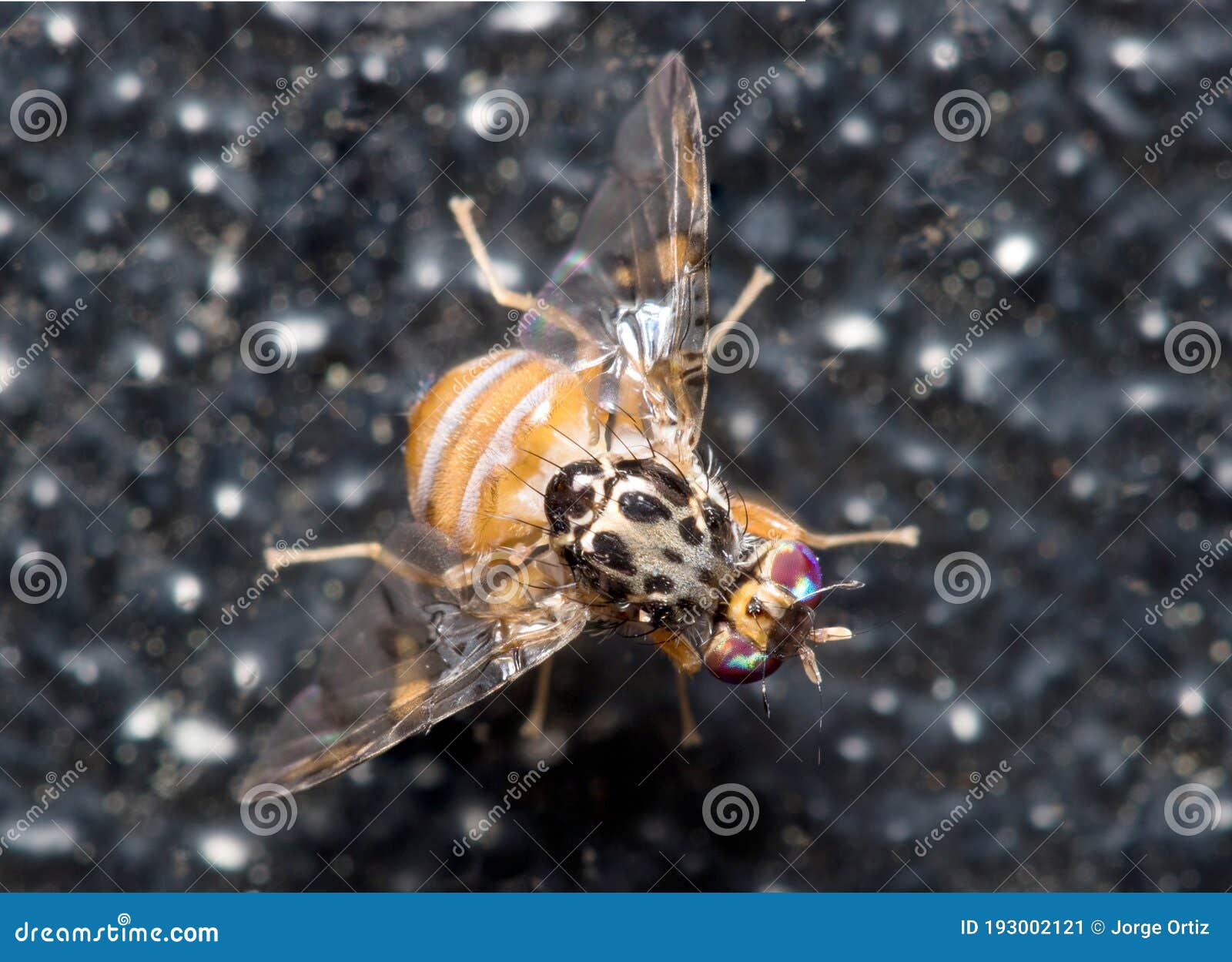 Mediterranean Fruit Fly, Ceratitis Capitata, Posed on a Black Wall ...