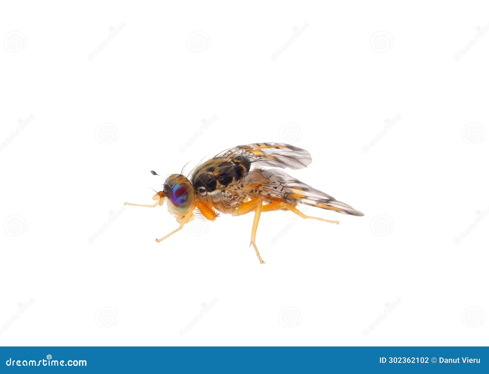 Mediterranean Fruit Fly Isolated on White Background, Ceratitis ...