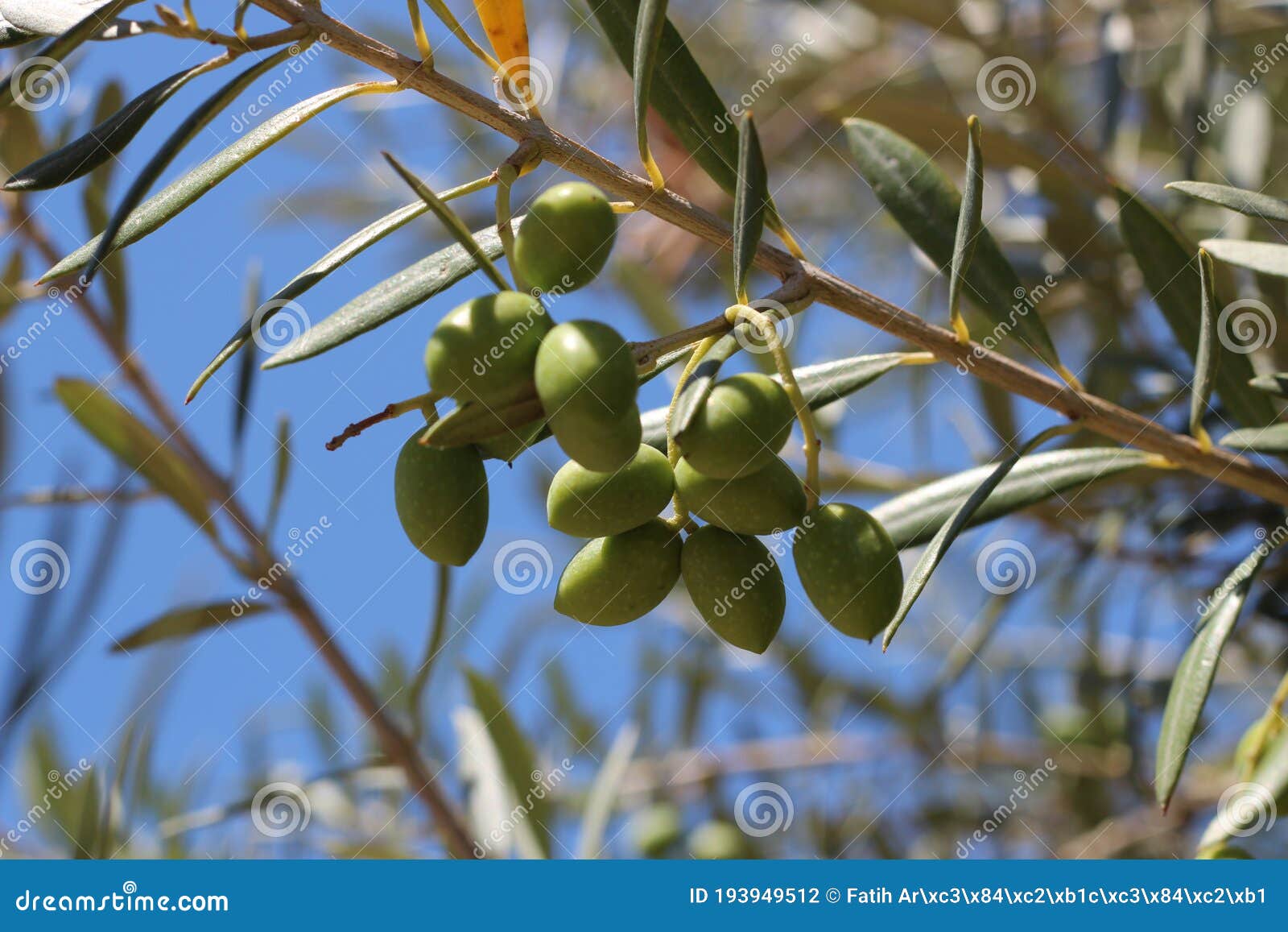 Mediterranean Fruit. Olives on the Tree. the Fruitful Olive Tree. Stock ...