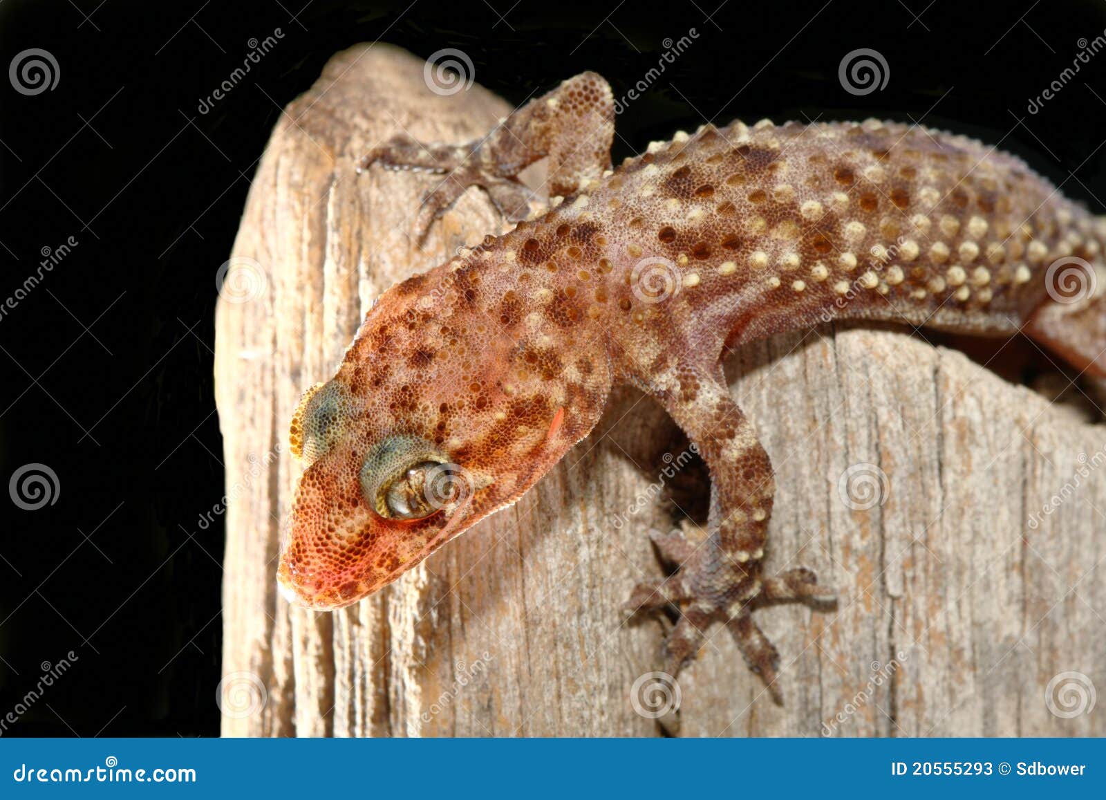 Mediterranean Gecko Closeup Stock Image - Image of macro, reptile: 20555293