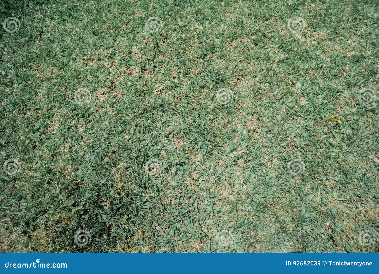 Mediterranean grass stock image. Image of canary, nature - 92682039