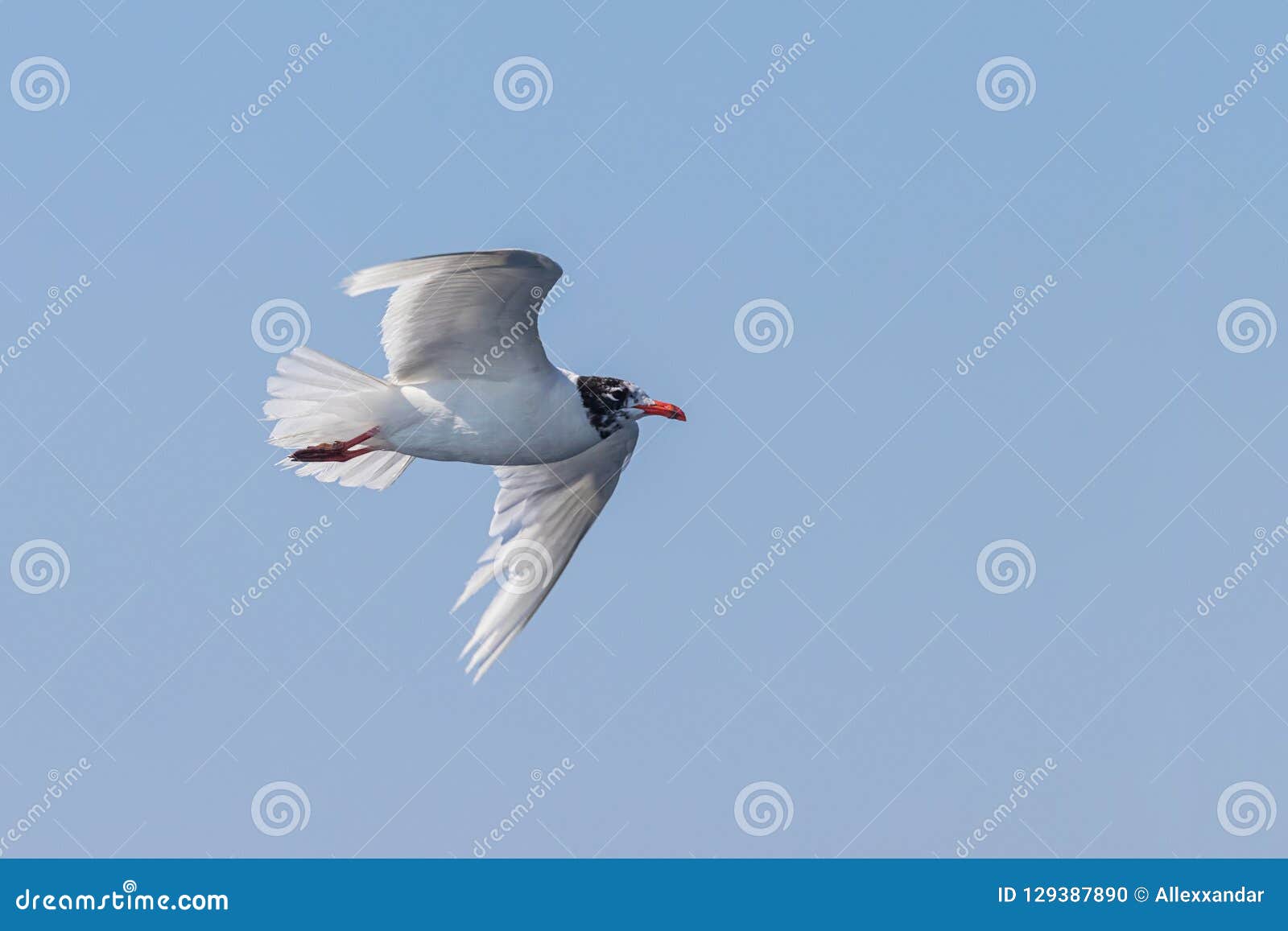 Mediterranean Gull in Flight Over the Sea Stock Photo - Image of spread ...