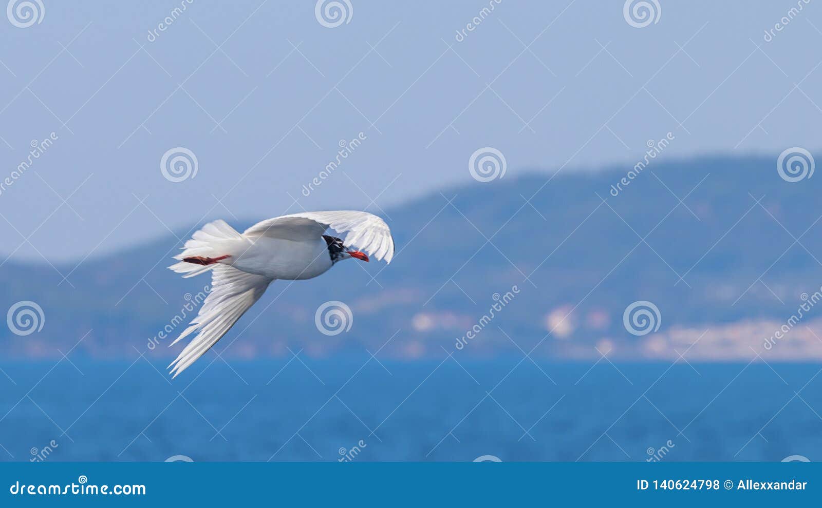Mediterranean Gull in Flight Over the Sea Stock Photo - Image of birds ...