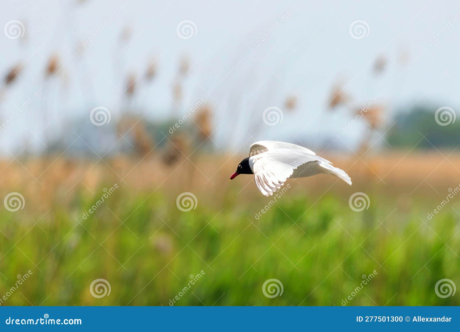 Mediterranean Gull in Flight with Wilderness Background Stock Photo ...