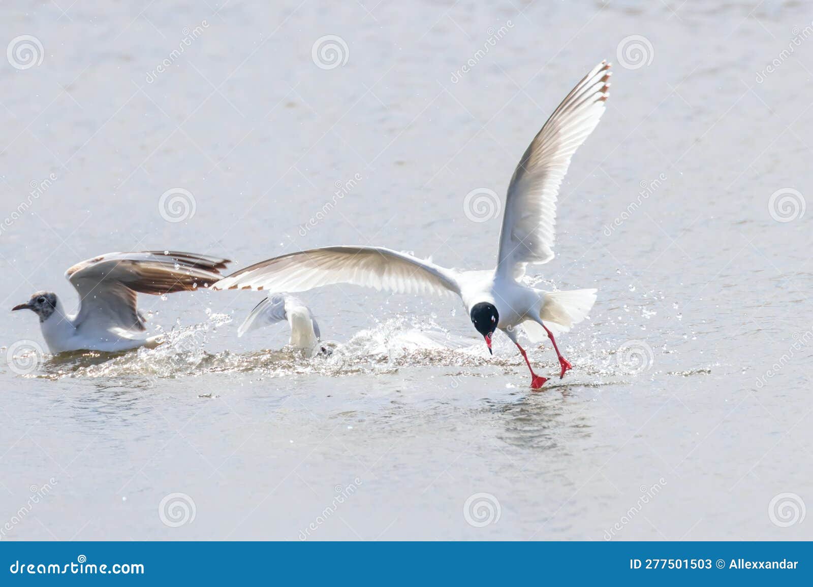 Mediterranean Gull Flying Over the Water Stock Image - Image of gull ...